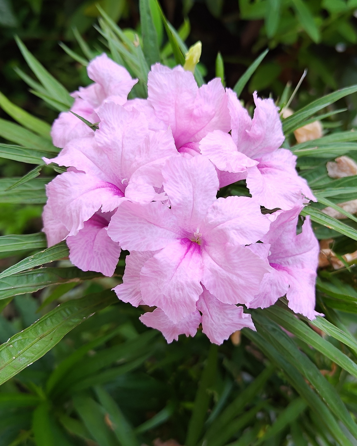 𝘙𝘶𝘦𝘭𝘭𝘪𝘢 𝘴𝘪𝘮𝘱𝘭𝘦𝘹 ‘Katie’ 矮性翠蘆莉 – 雲端植物園The cloud botanical garden