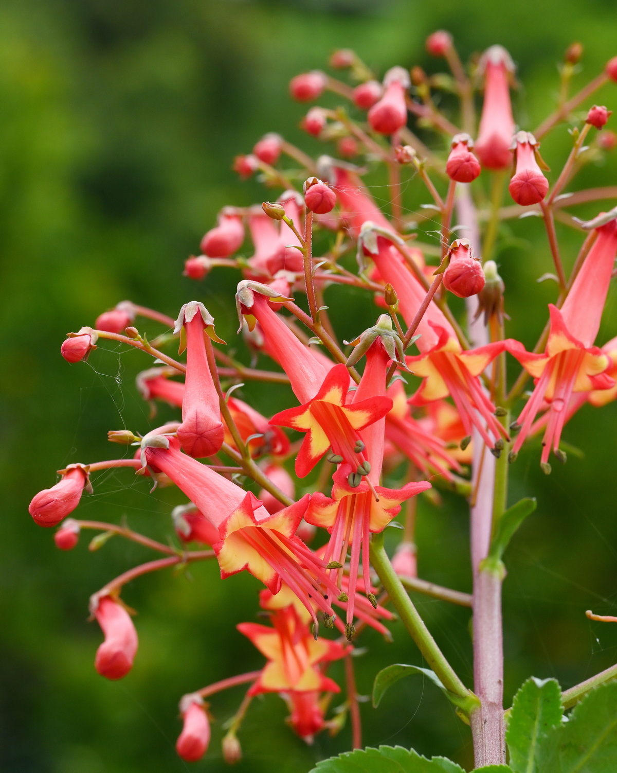 𝘗𝘩𝘺𝘨𝘦𝘭𝘪𝘶𝘴 𝘤𝘢𝘱𝘦𝘯𝘴𝘪𝘴 南非吊鐘花 – 雲端植物園The cloud botanical garden