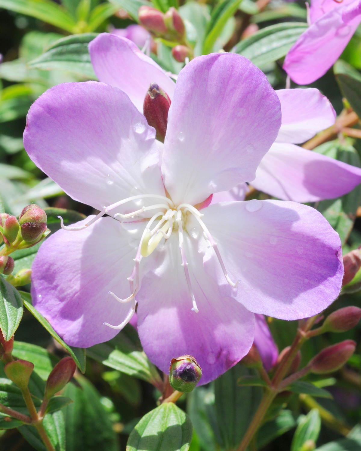 𝘗𝘭𝘦𝘳𝘰𝘮𝘢 ‘Little Angel’ 小天使野牡丹 – 雲端植物園The cloud botanical garden