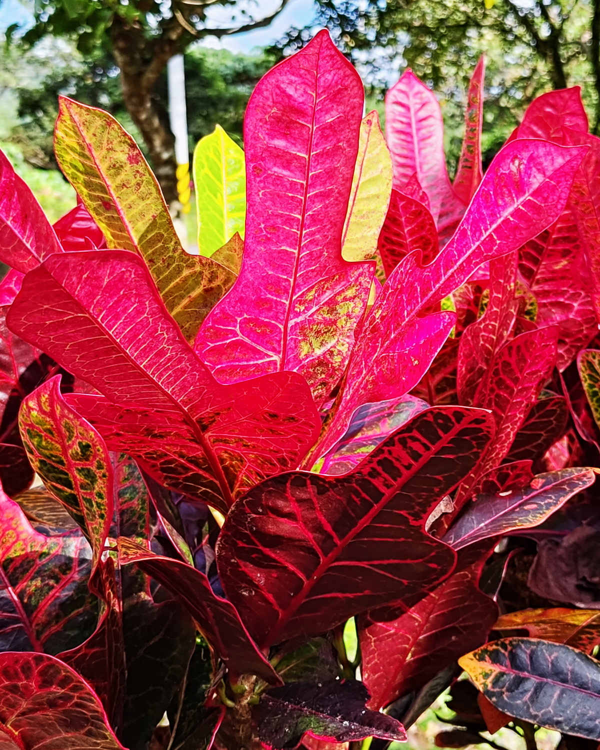 𝘊𝘰𝘥𝘪𝘢𝘦𝘶𝘮 𝘷𝘢𝘳𝘪𝘦𝘨𝘢𝘵𝘶𝘮 ‘Bravo’ 變葉木-喝采 – 雲端植物園The cloud botanical garden