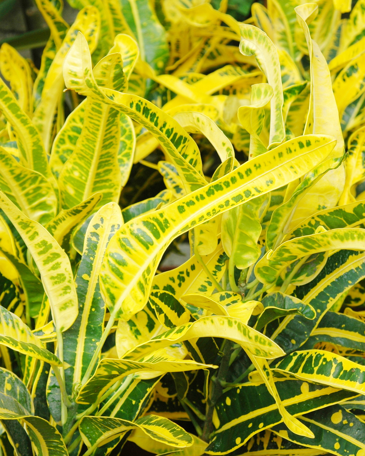 𝘊𝘰𝘥𝘪𝘢𝘦𝘶𝘮 𝘷𝘢𝘳𝘪𝘦𝘨𝘢𝘵𝘶𝘮 ‘Judo Yellow Belt’ 變葉木-柔道黃帶 – 雲端植物園The cloud ...
