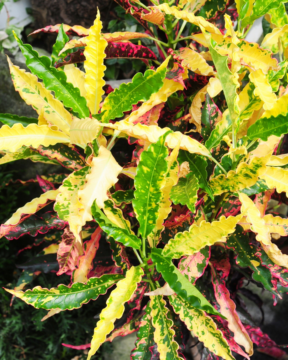 𝘊𝘰𝘥𝘪𝘢𝘦𝘶𝘮 𝘷𝘢𝘳𝘪𝘦𝘨𝘢𝘵𝘶𝘮 ‘Pie Crust’ 變葉木-派皮 – 雲端植物園The cloud botanical garden