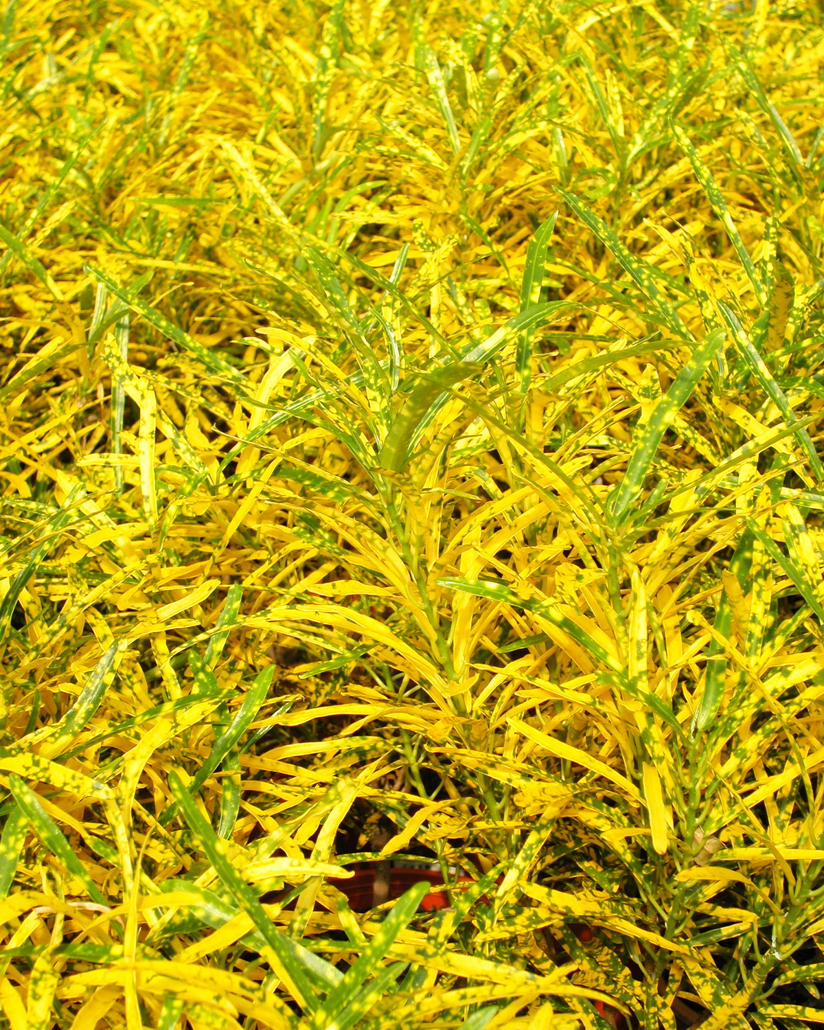 𝘊𝘰𝘥𝘪𝘢𝘦𝘶𝘮 𝘷𝘢𝘳𝘪𝘦𝘨𝘢𝘵𝘶𝘮 ‘Punctatum’ 變葉木-金點 – 雲端植物園The cloud botanical garden