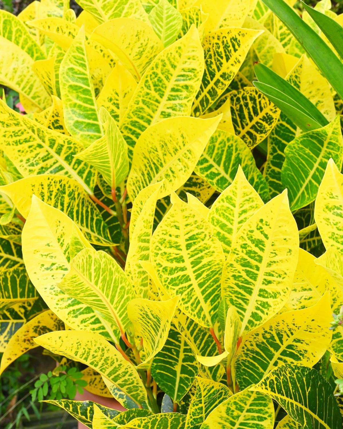 𝘊𝘰𝘥𝘪𝘢𝘦𝘶𝘮 𝘷𝘢𝘳𝘪𝘦𝘨𝘢𝘵𝘶𝘮 ‘Yellow Petra’ 變葉木-黃佩特拉 – 雲端植物園The cloud botanical ...