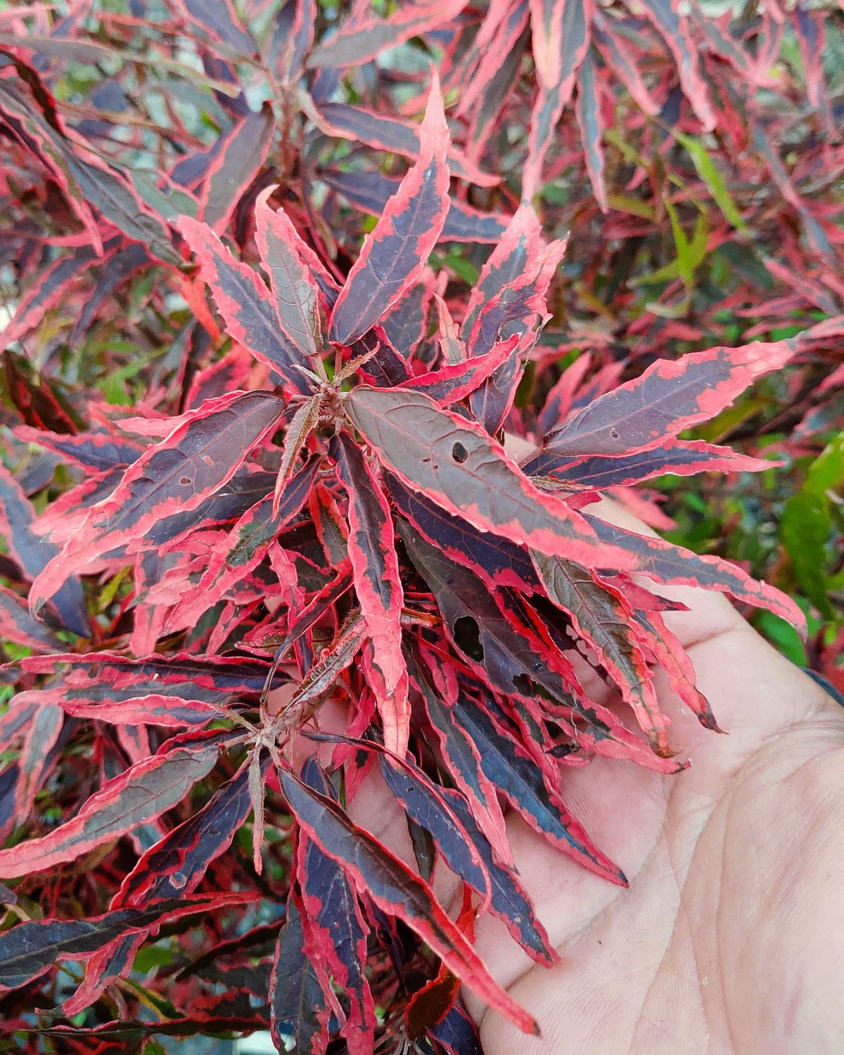 𝘈𝘤𝘢𝘭𝘺𝘱𝘩𝘢 𝘸𝘪𝘭𝘬𝘦𝘴𝘪𝘢𝘯𝘢 ‘Firestorm’ 威氏鐵莧-火風暴 – 雲端植物園The cloud botanical garden