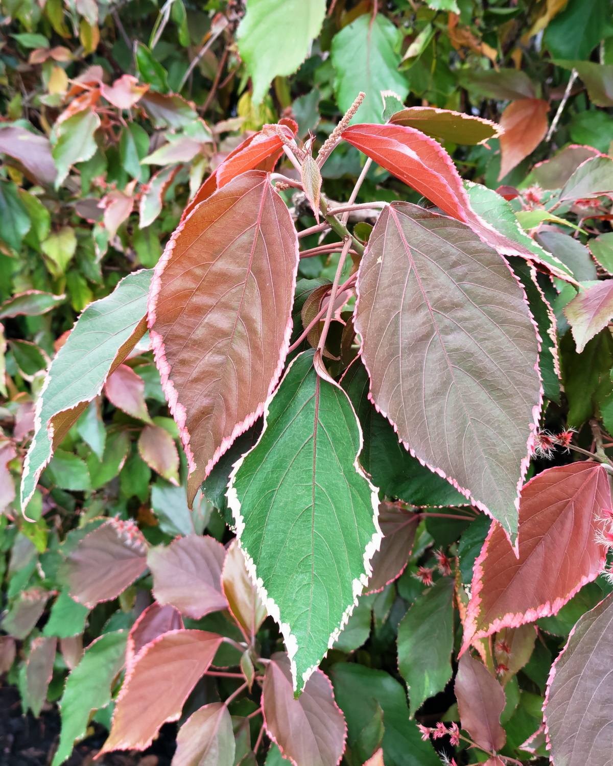 𝘈𝘤𝘢𝘭𝘺𝘱𝘩𝘢 𝘸𝘪𝘭𝘬𝘦𝘴𝘪𝘢𝘯𝘢 ‘Marginata’ 威氏鐵莧-鑲邊 – 雲端植物園The cloud botanical garden