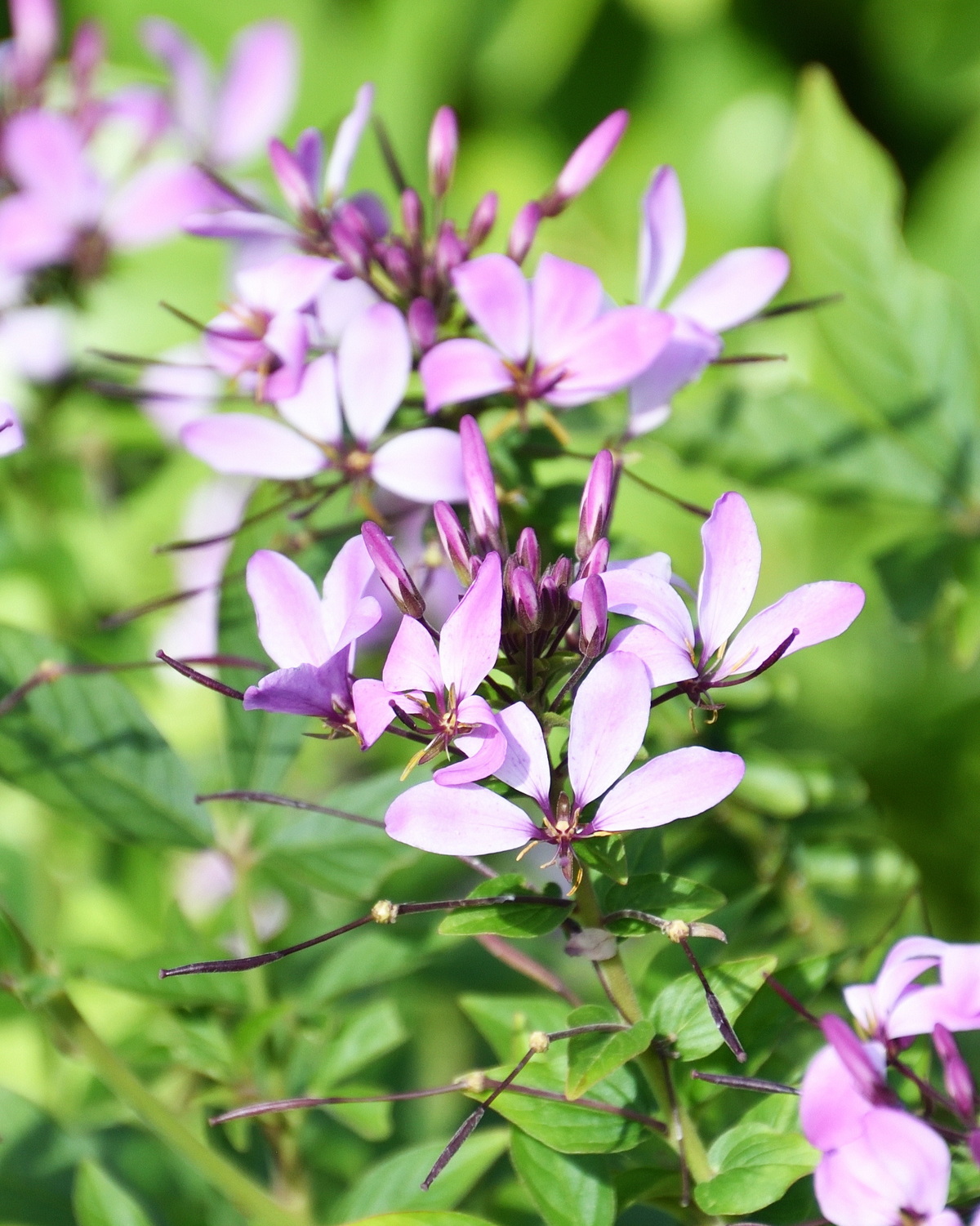 𝘊𝘭𝘦𝘰𝘮𝘦 ‘Señorita Rosalita®’ 醉蝶花-羅莎莉塔小姐 – 雲端植物園The cloud botanical garden